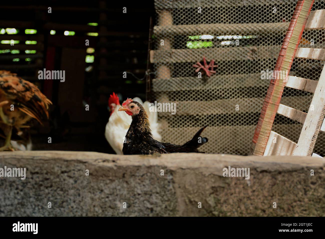 Dwarf chicken hi-res stock photography and images - Alamy