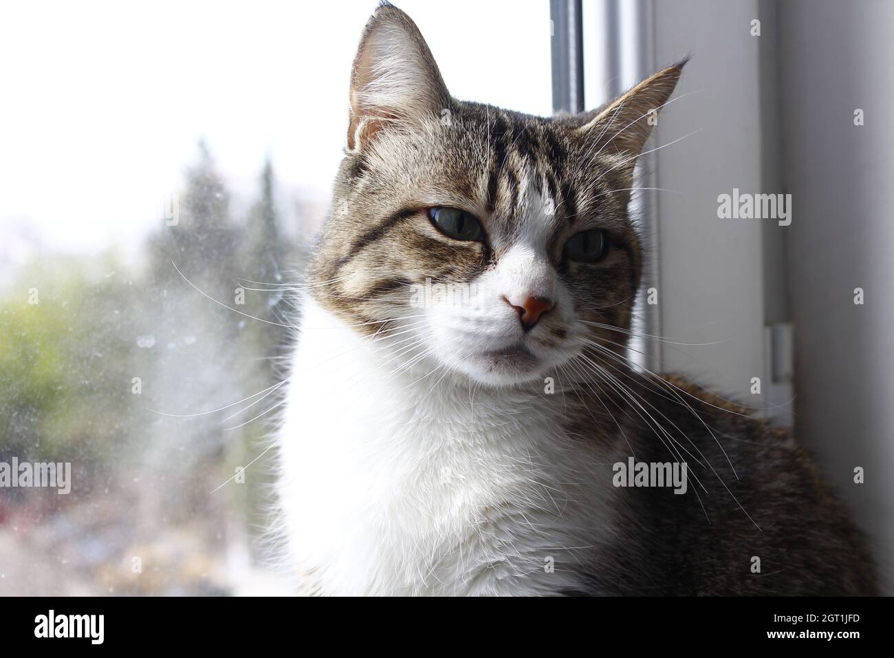 Cat Eye Model High Resolution Stock Photography and Images - Alamy
