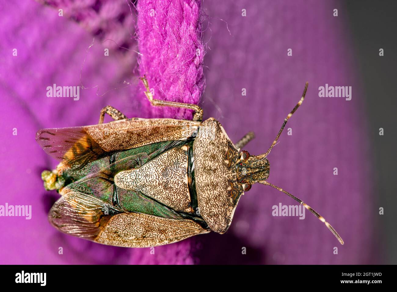 Lace wing bug hi-res stock photography and images - Alamy