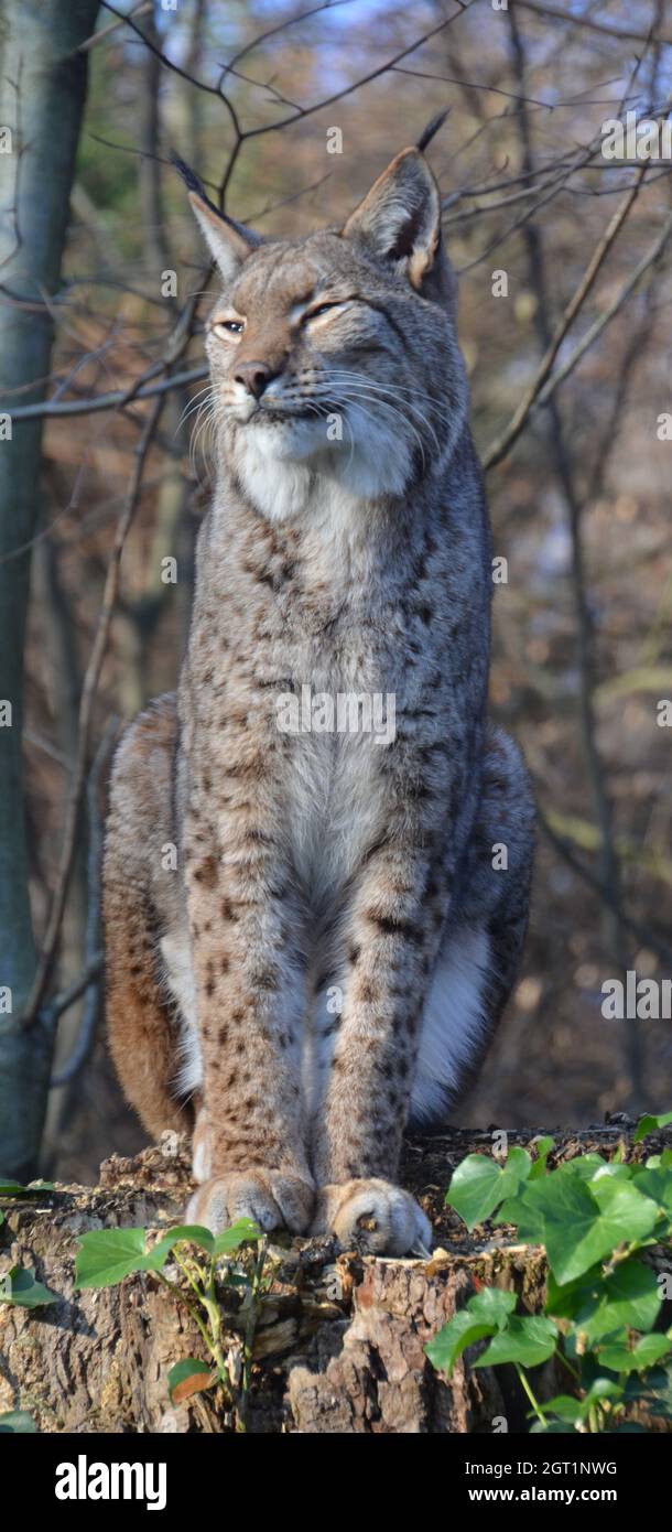 Lynx In Zoo Stock Photo - Alamy