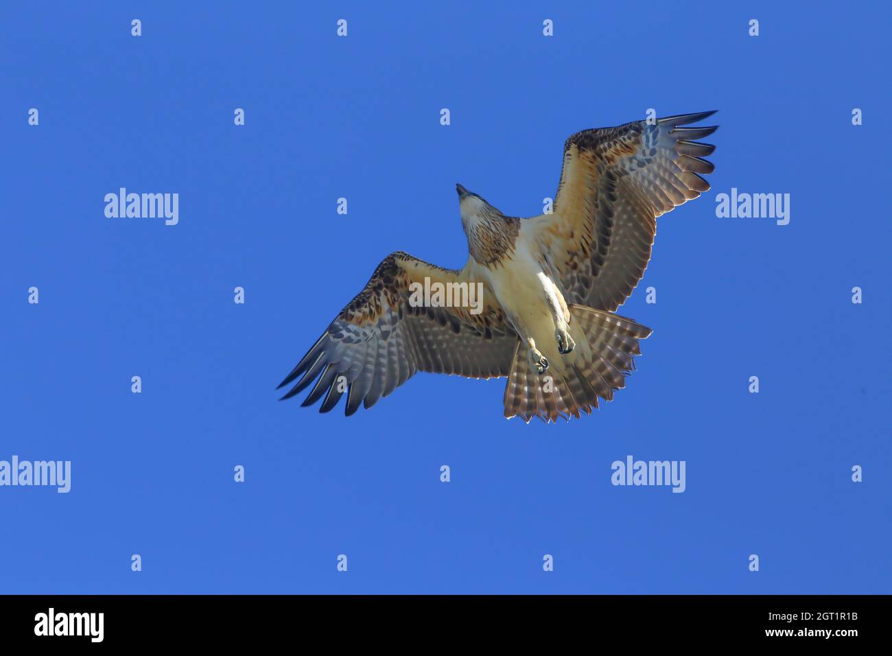 Osprey flying overhead hi-res stock photography and images - Alamy