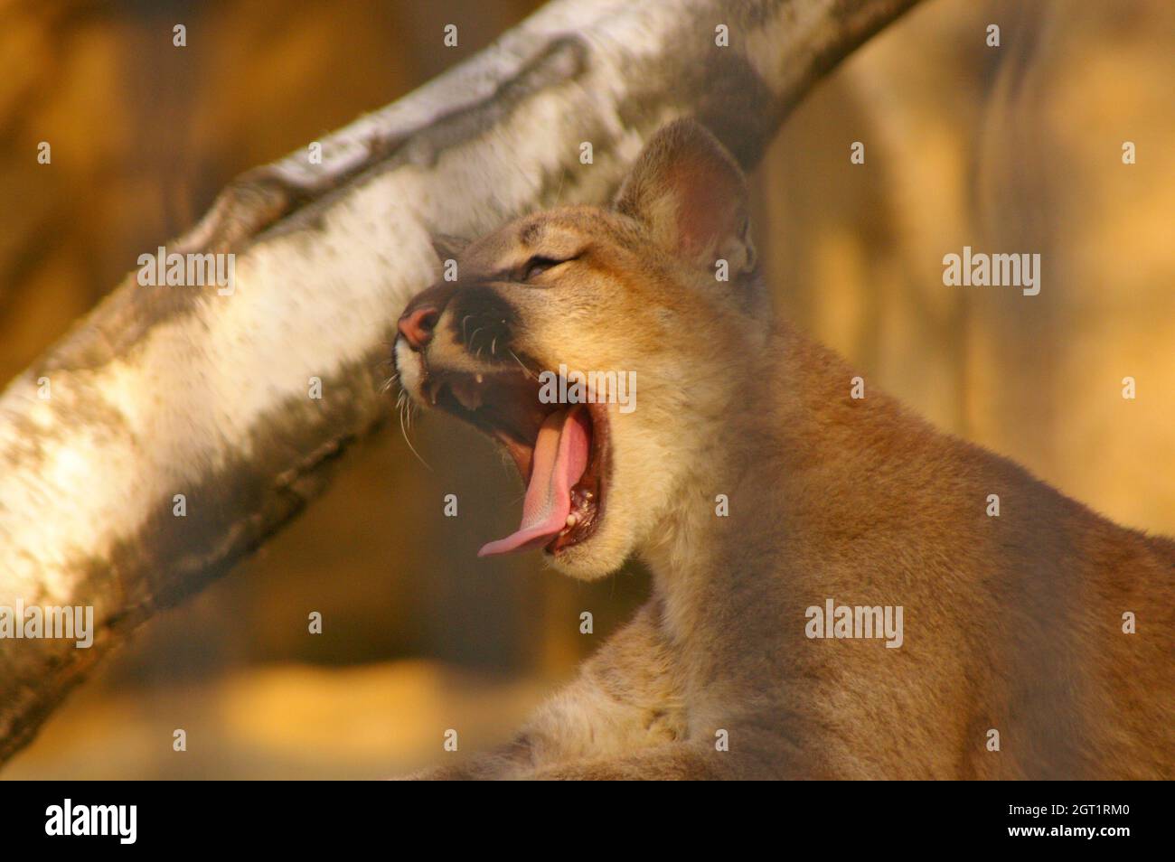 Mountain lion mouth open hi-res stock photography and images - Alamy