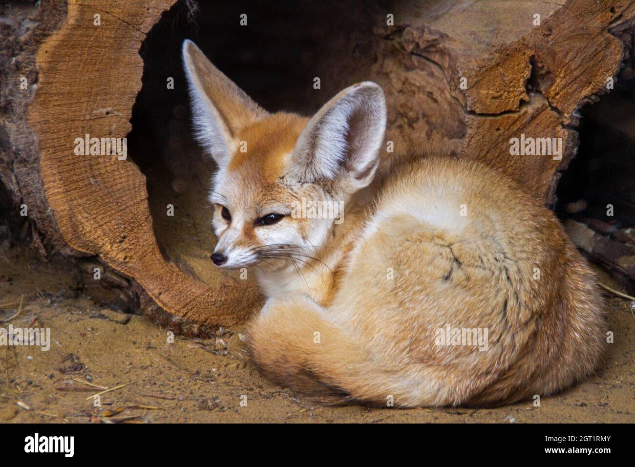 Fennec fox sleeping hi-res stock photography and images - Alamy