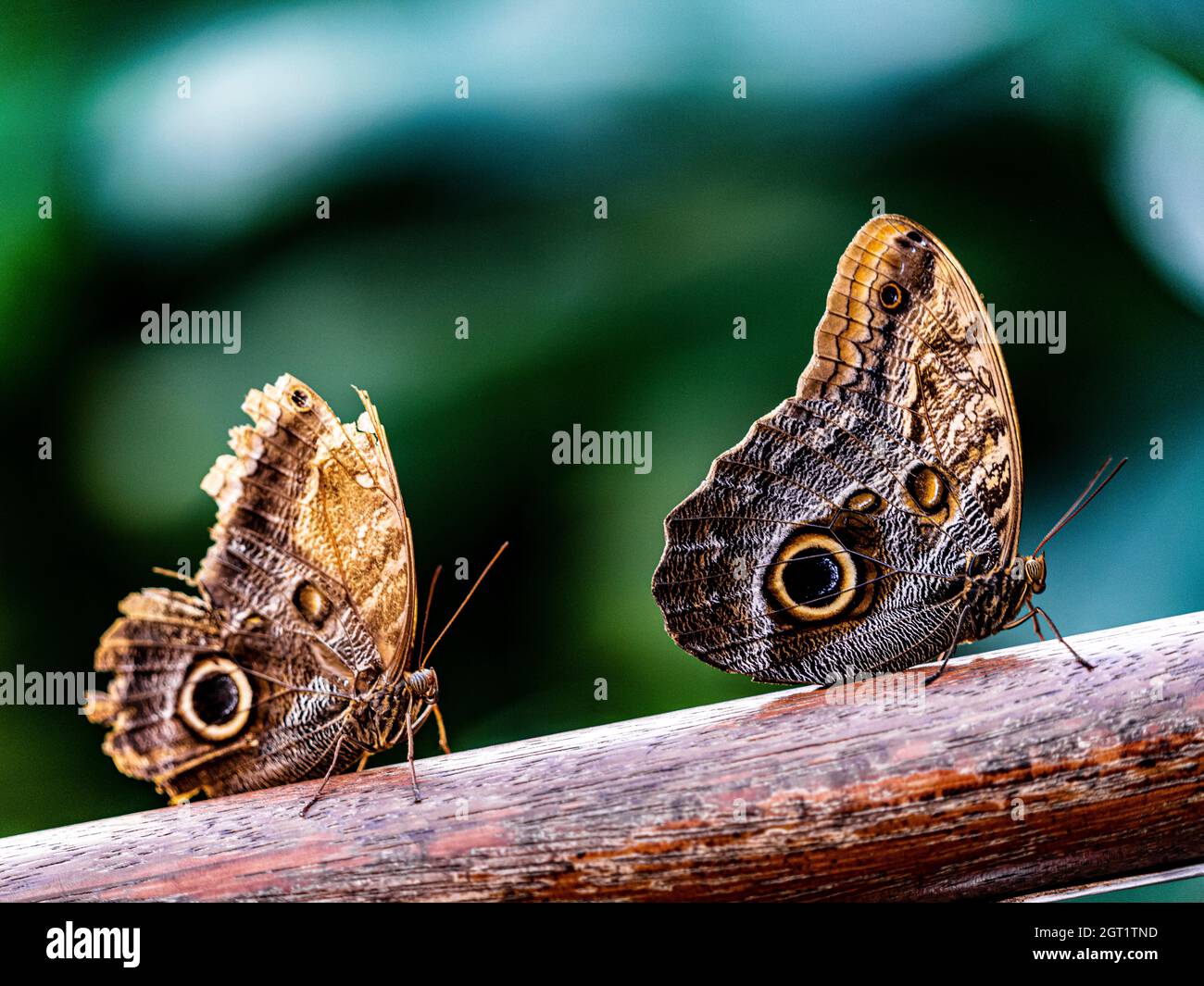 Two butterfly hi-res stock photography and images - Alamy