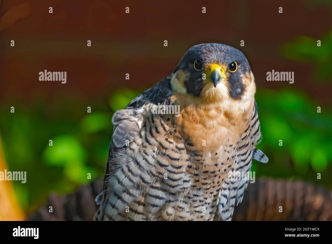 Shoulder missing hi-res stock photography and images - Alamy