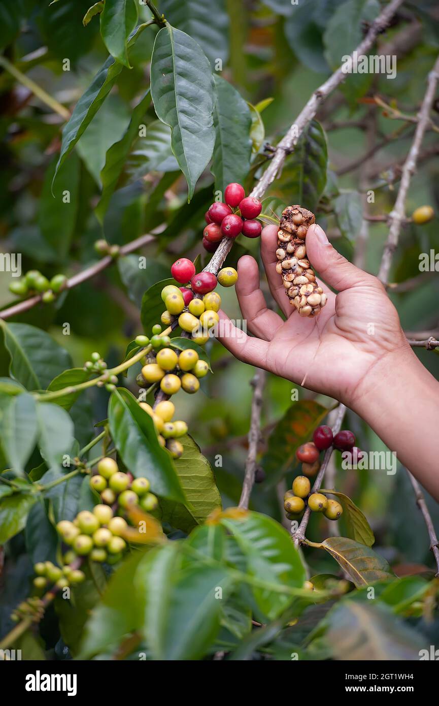 Mongoose Body High Resolution Stock Photography and Images - Alamy