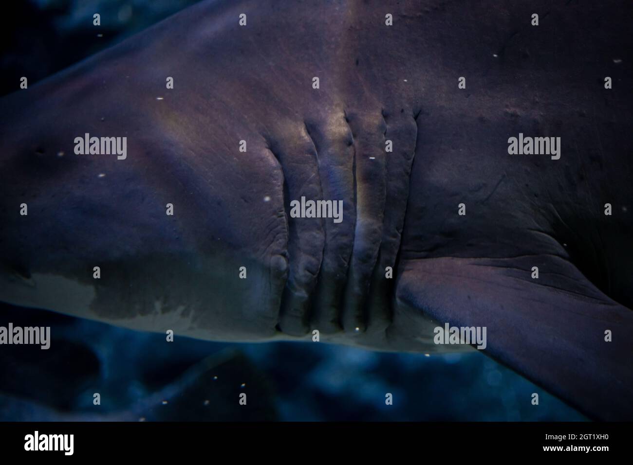 Shark Skin Close Up High Resolution Stock Photography and Images - Alamy
