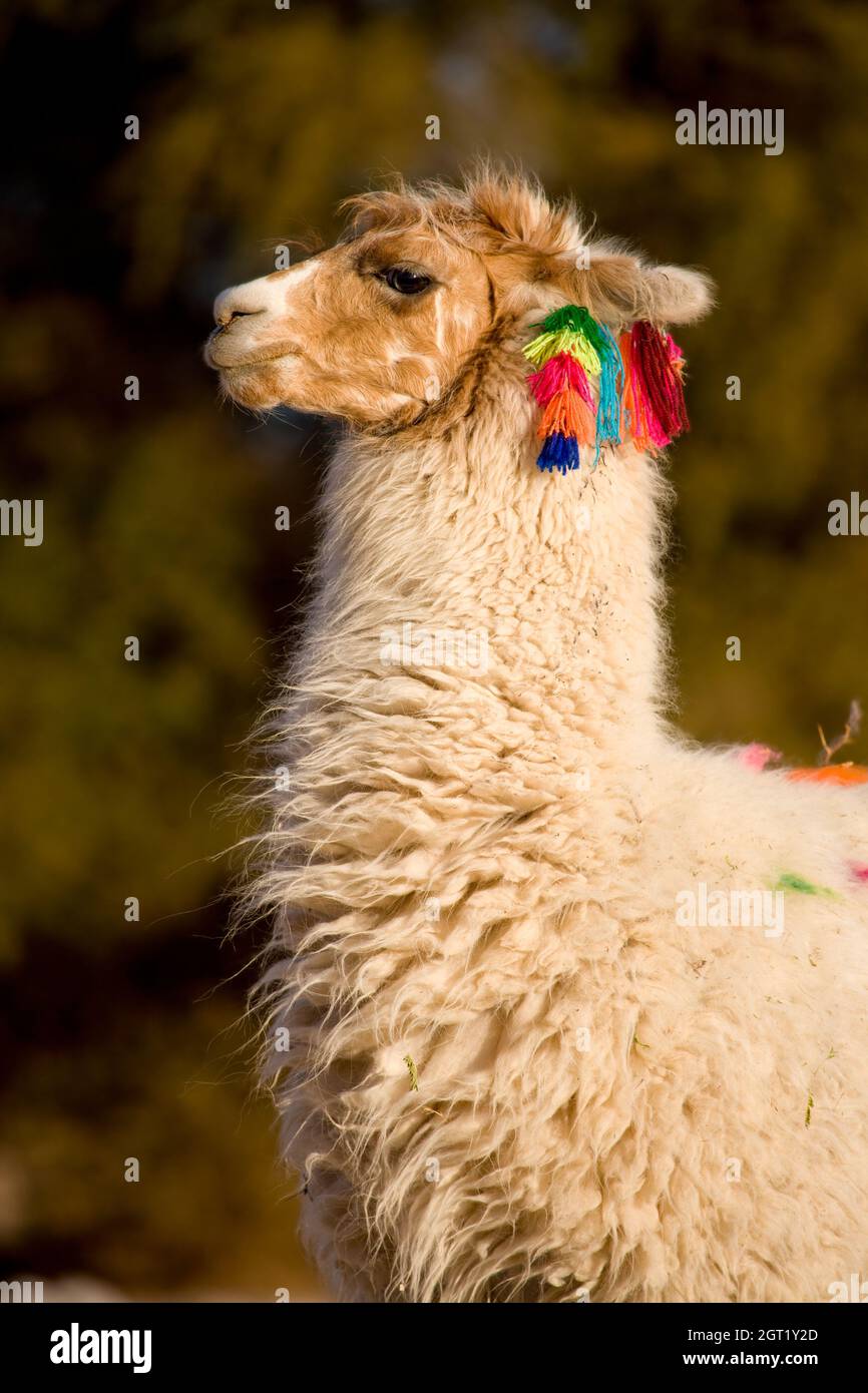 Profile llama animal head hi-res stock photography and images - Alamy