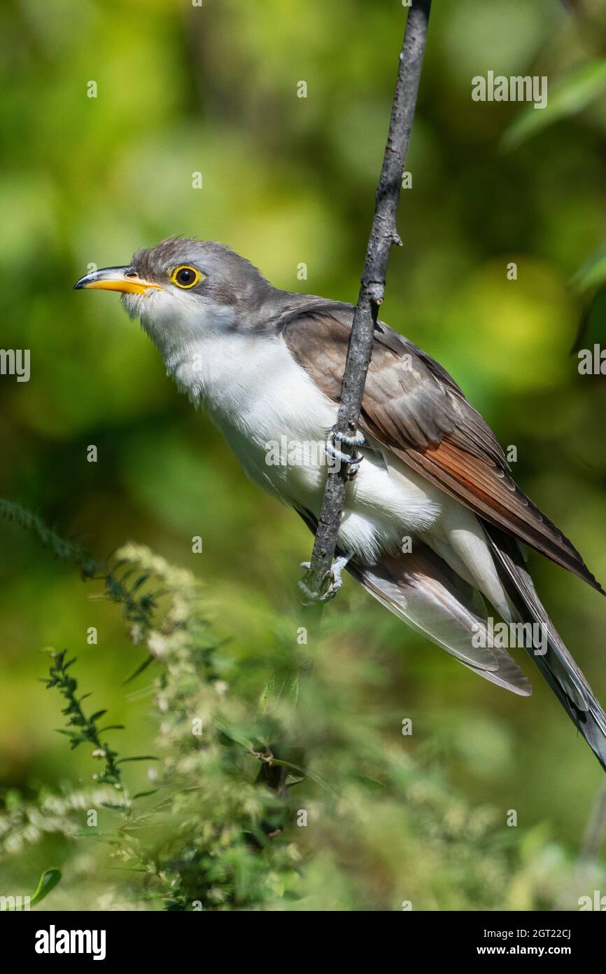 Yellow-billed cuckoo during autumn migration Stock Photo - Alamy