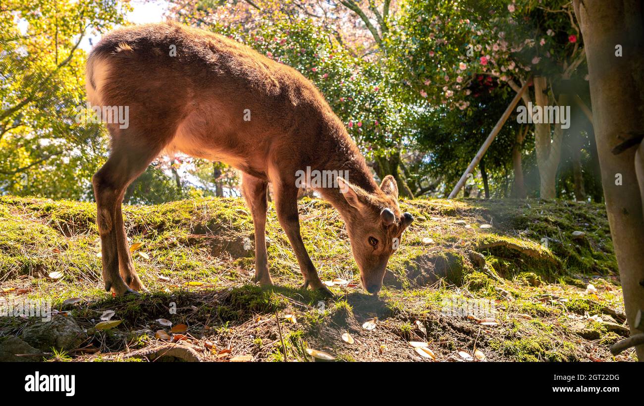 Sika deer live freely in a Japanese Nara Park. A young wild Cervus ...