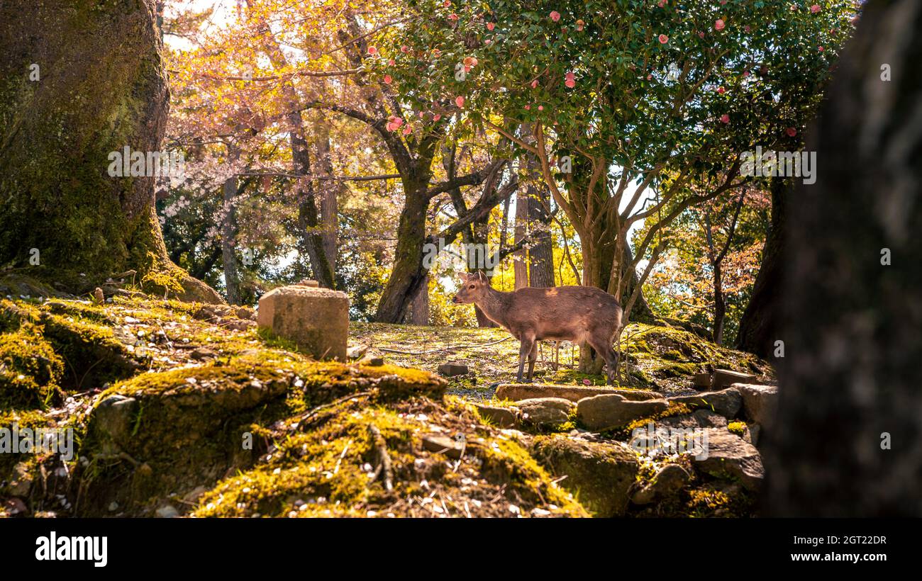 Sika deer live freely in a Japanese Nara Park. A young wild Cervus ...