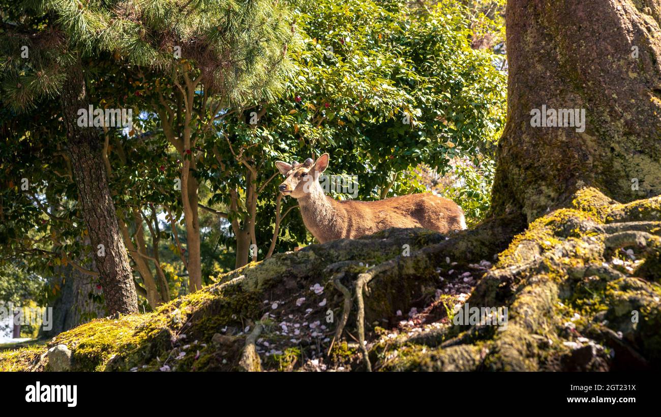 Sika deer live freely in a Japanese Nara Park. A young wild Cervus ...
