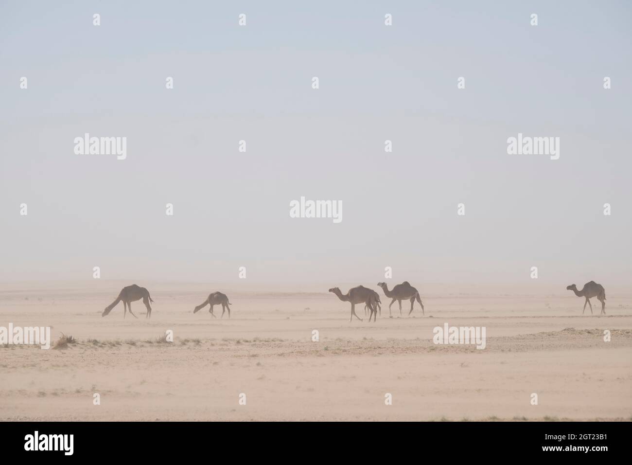 Saharan sandstorm hi-res stock photography and images - Alamy
