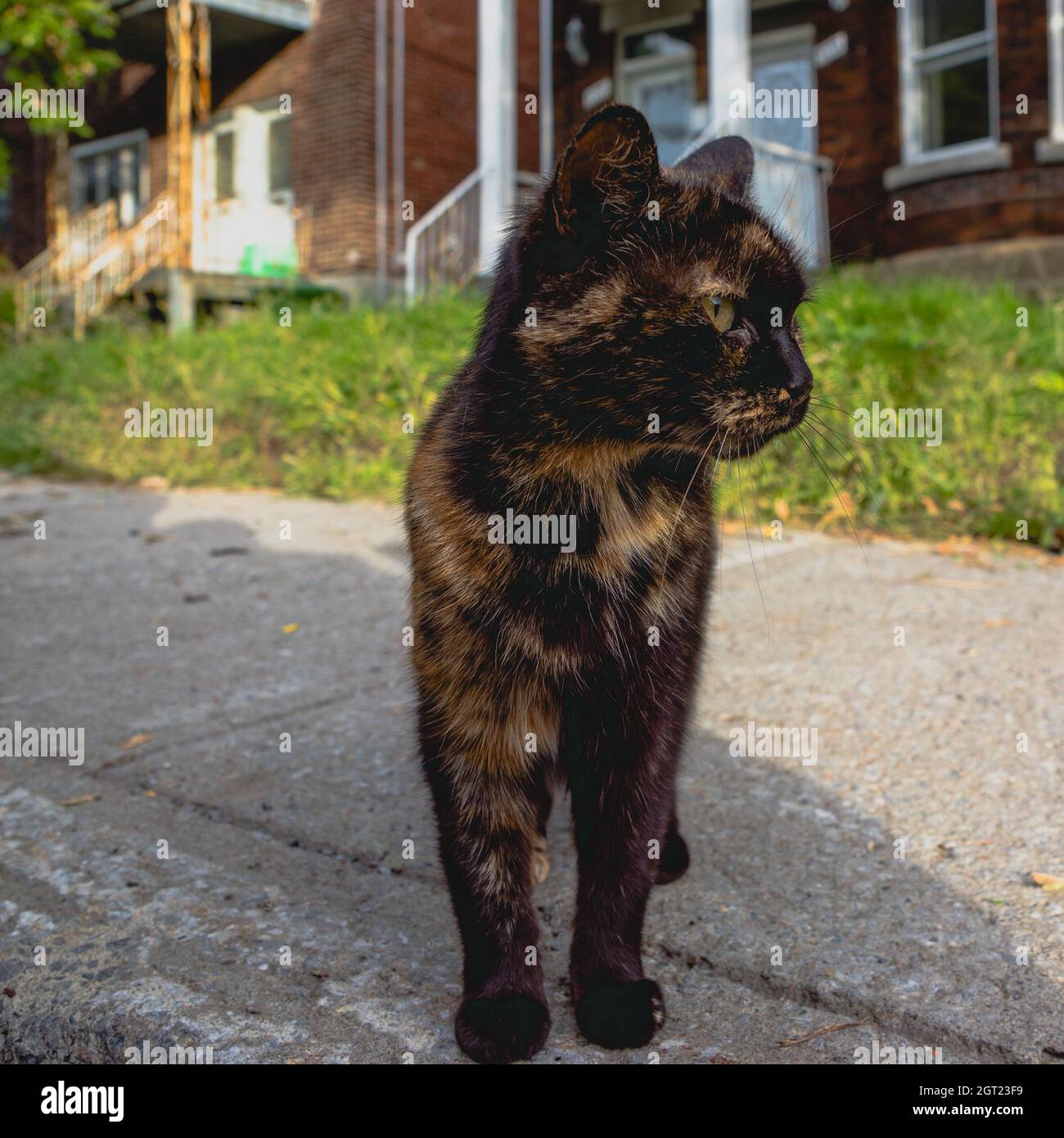 Cat in a street hi-res stock photography and images - Alamy