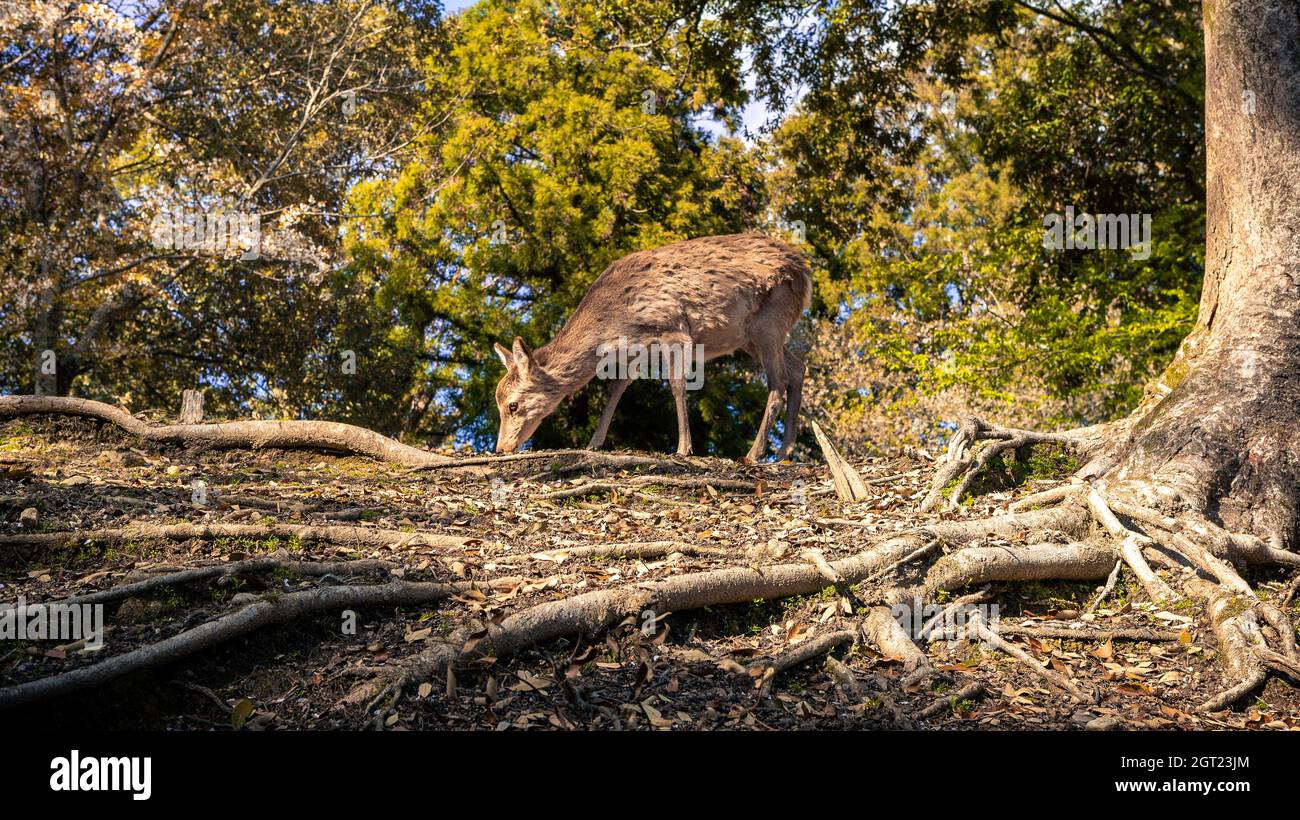 Sika deer live freely in a Japanese Nara Park. A young wild Cervus ...