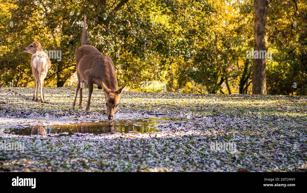 Deer is drinking water on puddle with pink cherry blossom of forest in ...