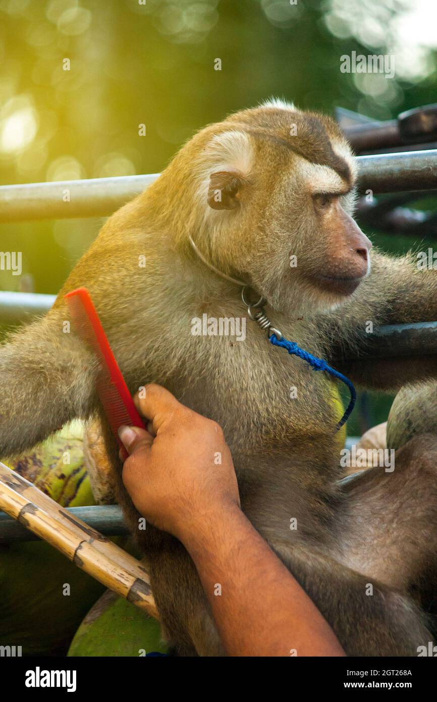 Brushing monkeys hi-res stock photography and images - Alamy