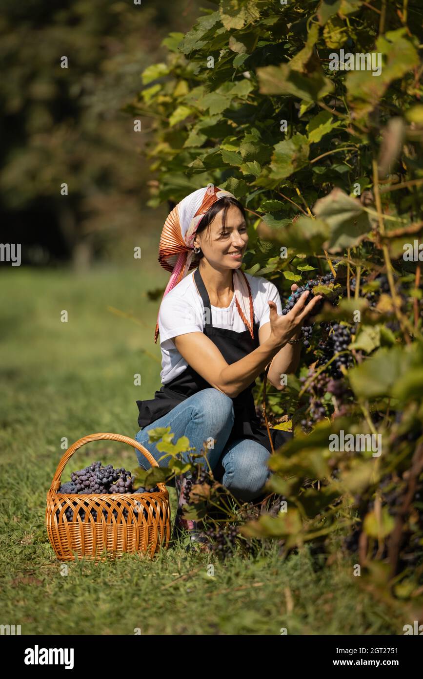 Grape harvest woman hi-res stock photography and images - Alamy