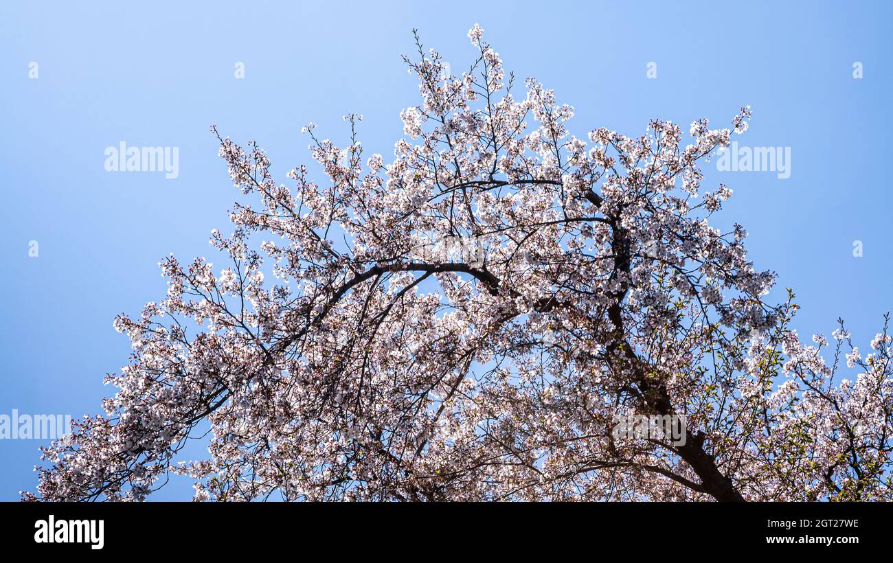 Beautiful branches of blossoming sakura trees with blues sky background ...