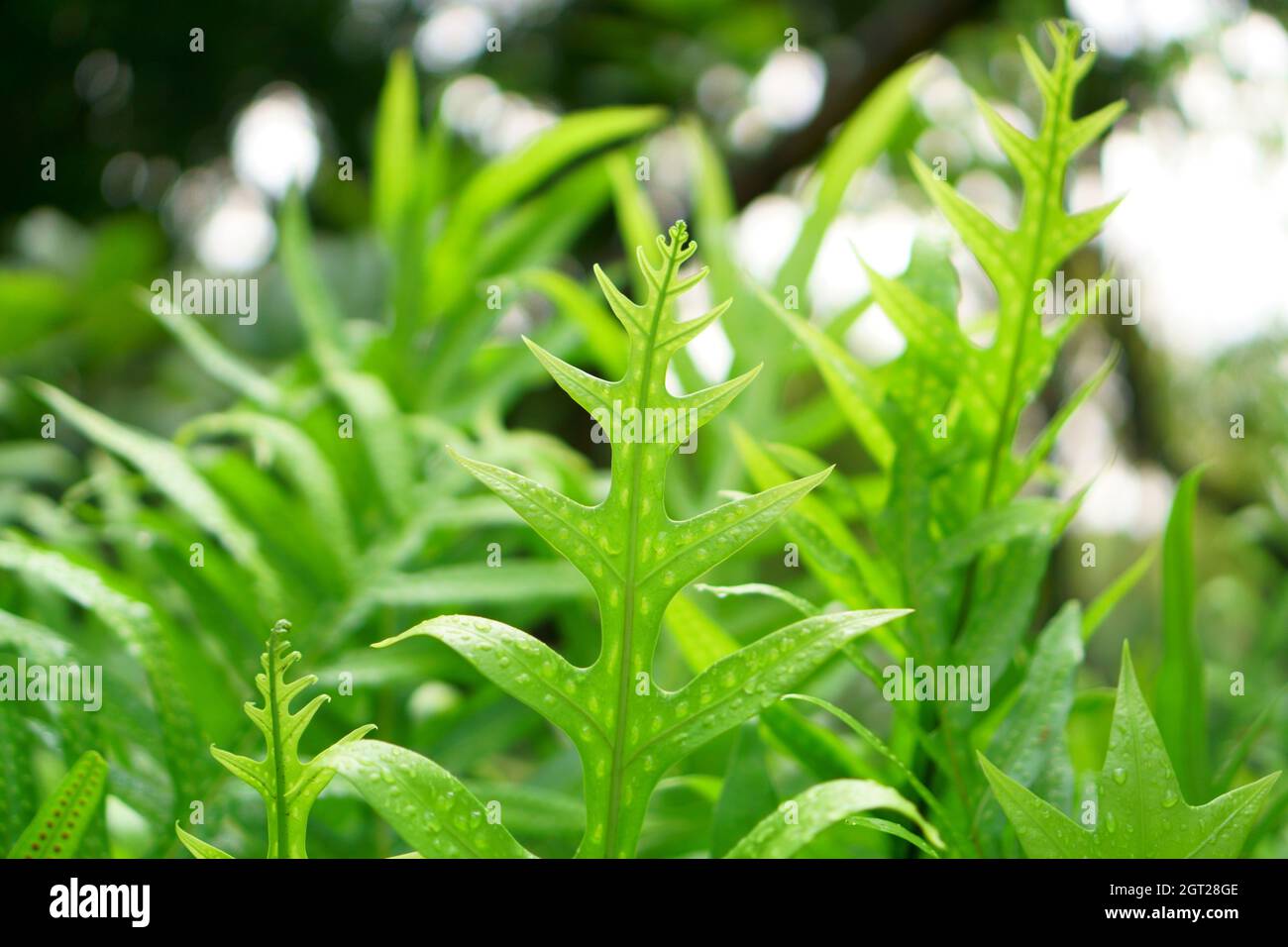 Wart fish hi-res stock photography and images - Alamy