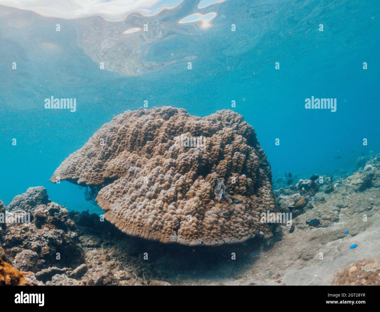 Lipah bali hi-res stock photography and images - Alamy