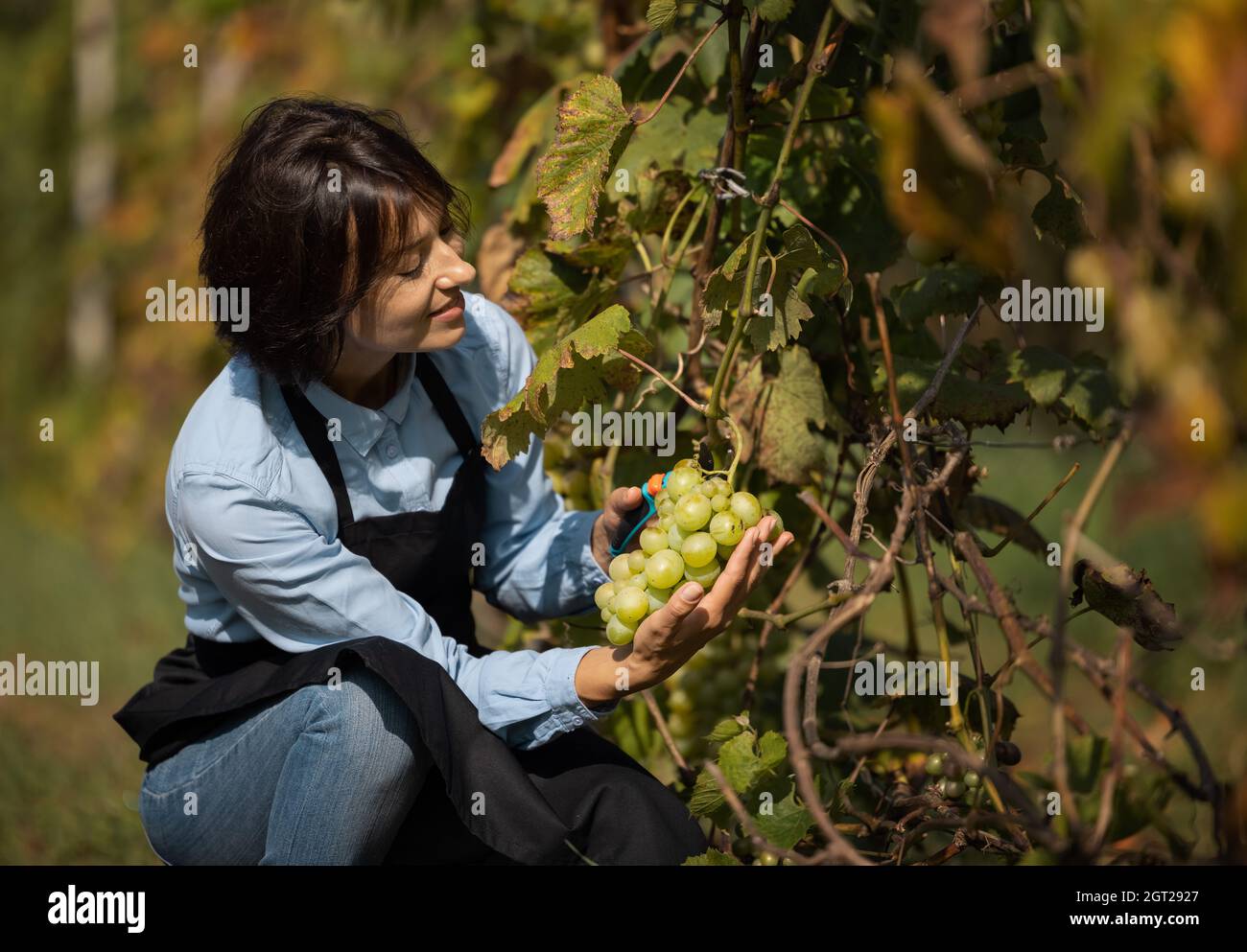 Female farmer harvesting grape Stock Photo - Alamy