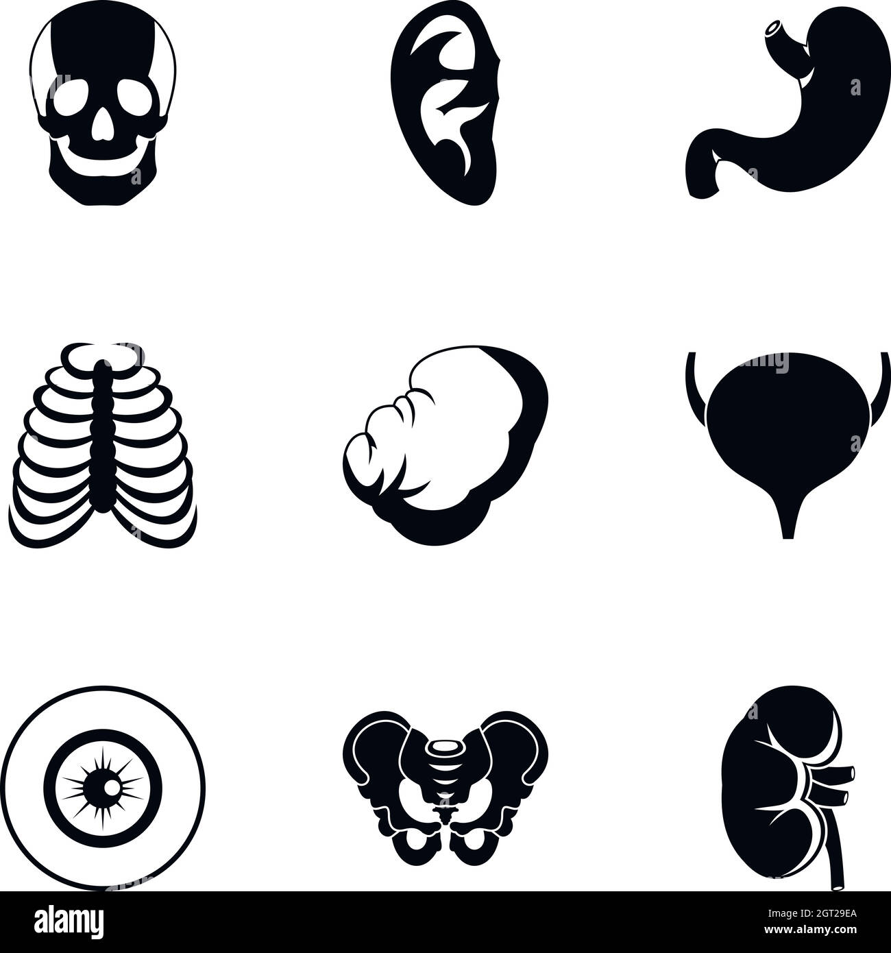 Human body illustration simple organs hi-res stock photography and ...