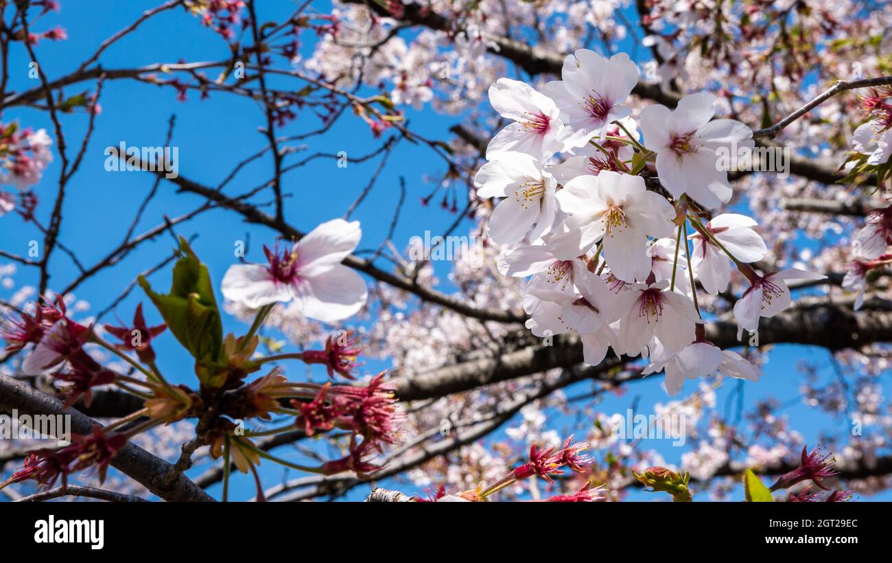 Beautiful branches of blossoming sakura trees with blues sky background ...