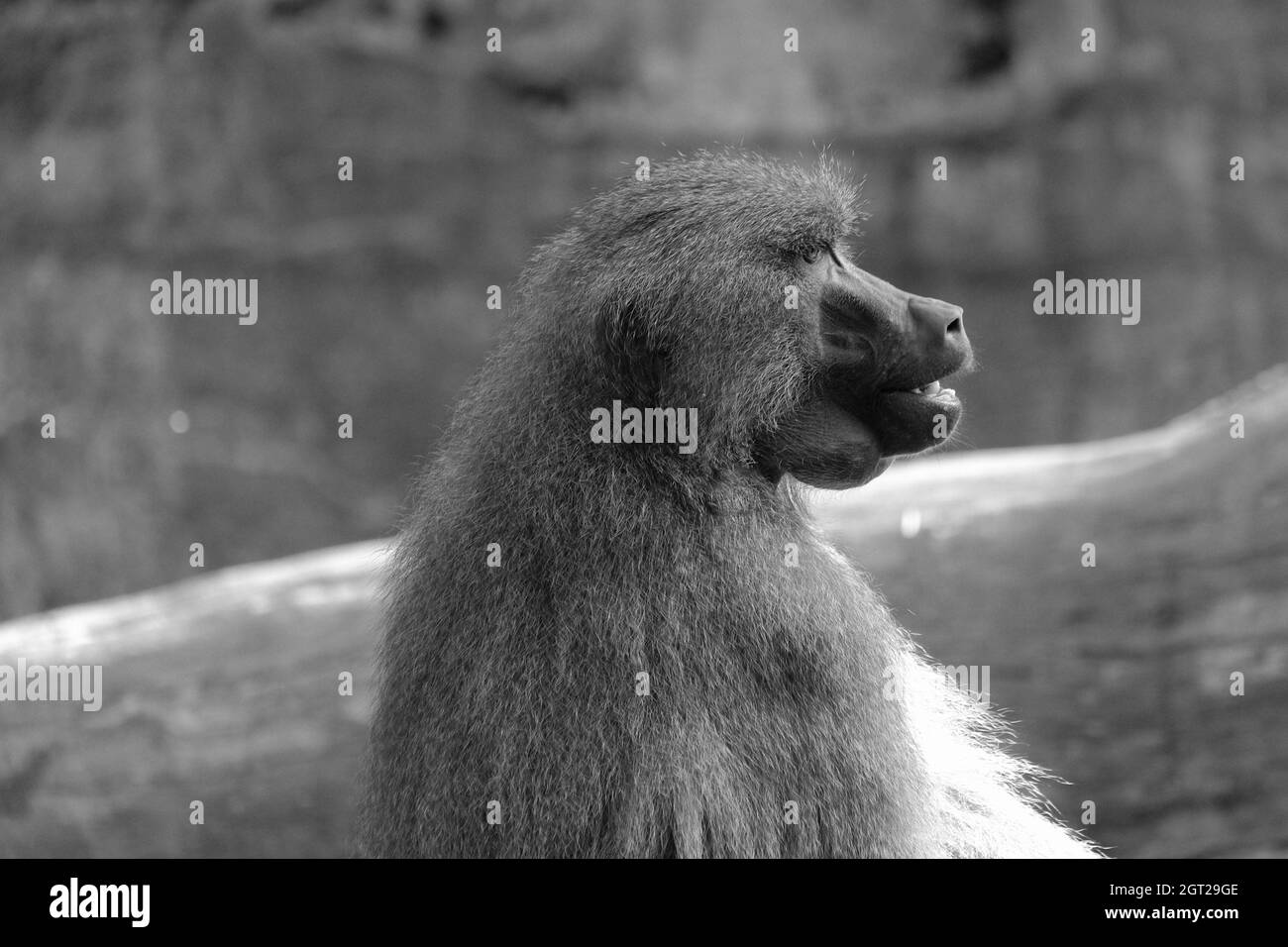 Monkey side view Black and White Stock Photos & Images - Alamy