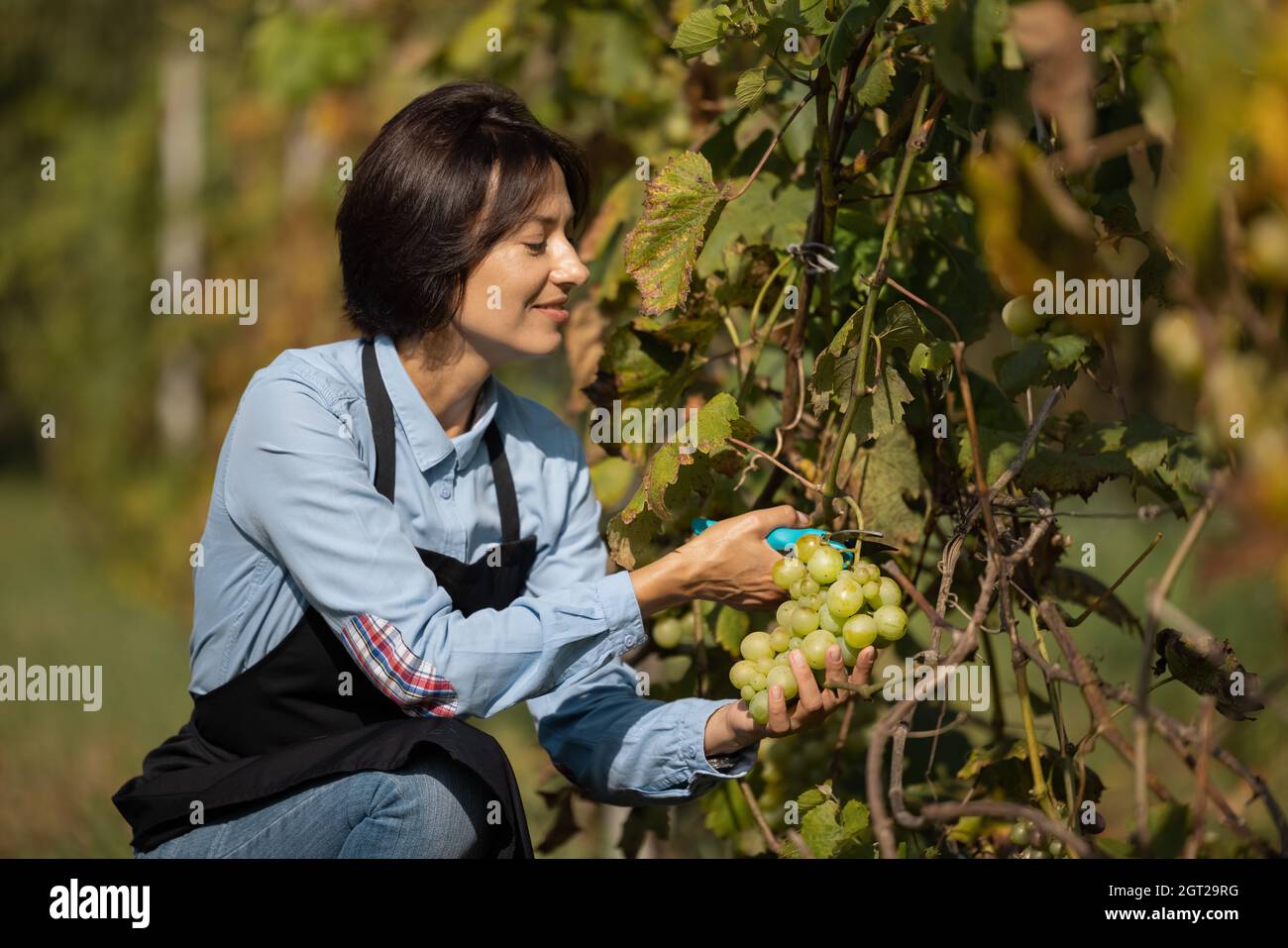 Woman grape harvest vineyard hi-res stock photography and images - Alamy
