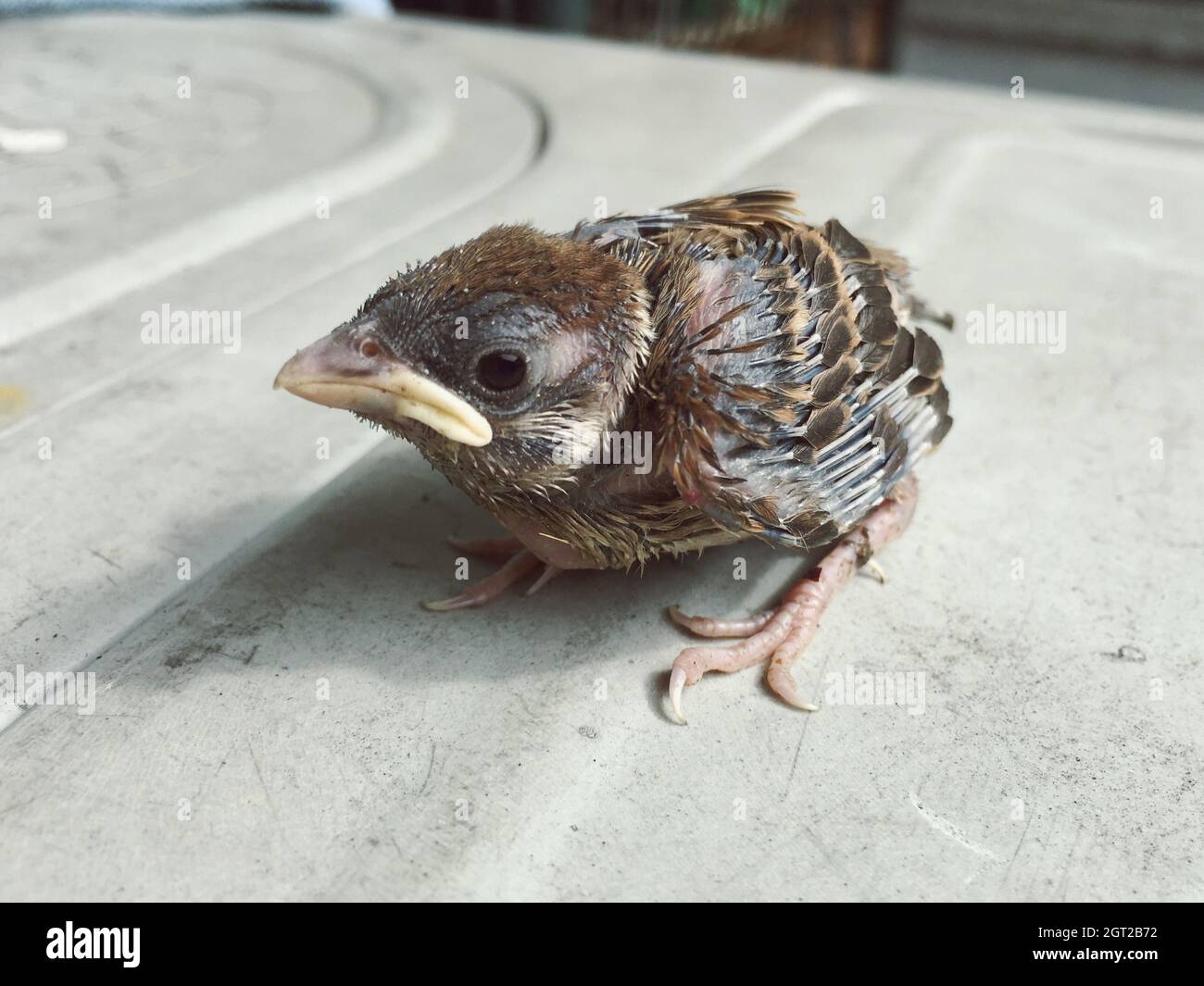 A Quick Still Shot Of A Young Bird In The House Stock Photo - Alamy