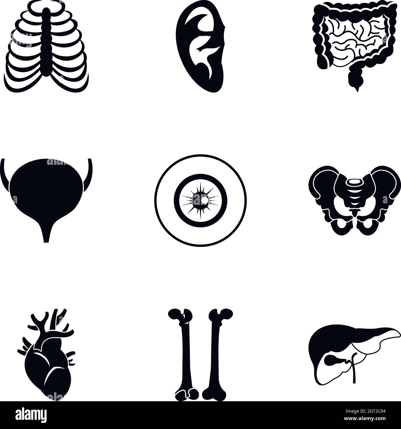 Body structure hi-res stock photography and images - Alamy