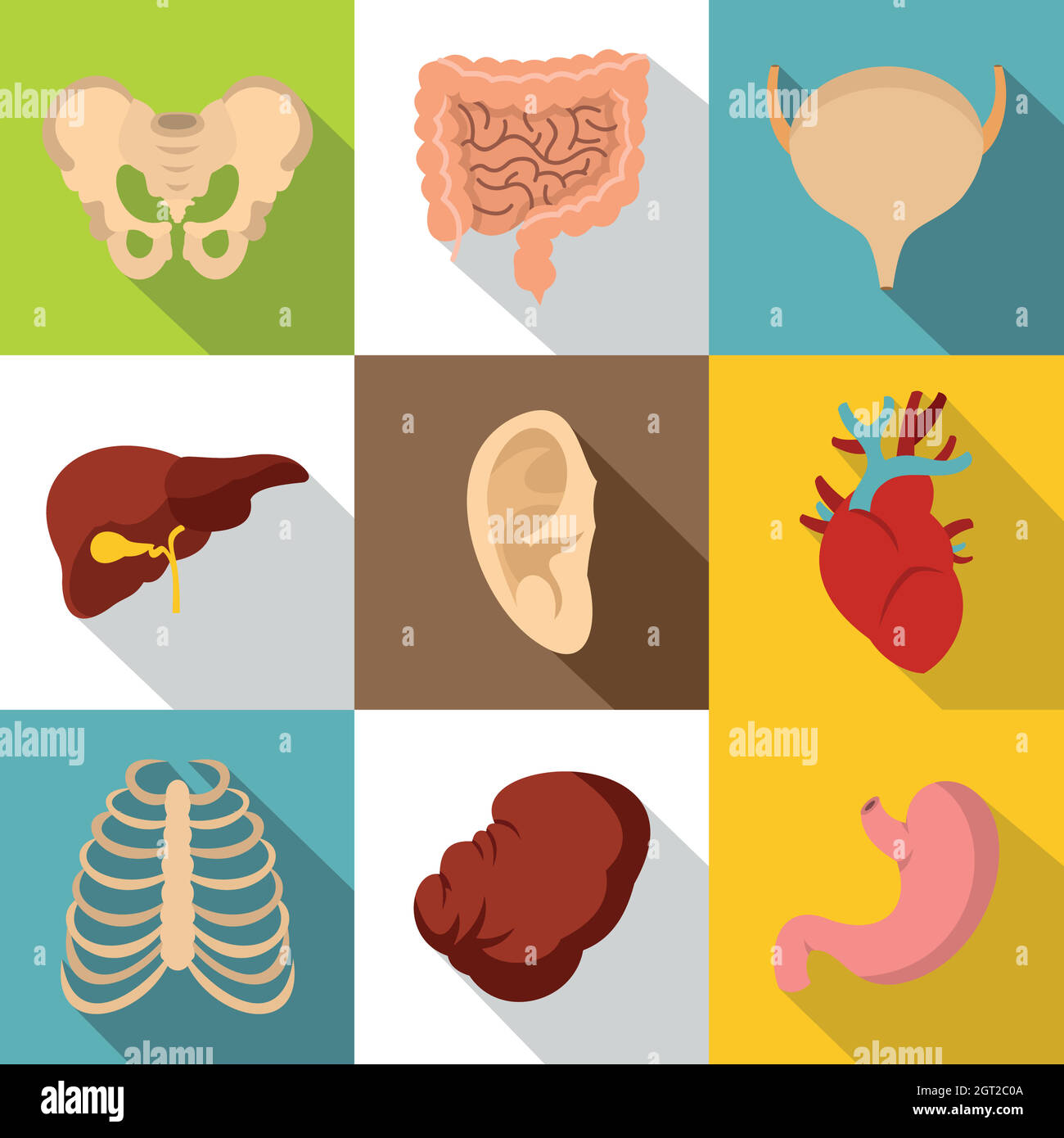 Internal body structure Stock Vector Images - Alamy
