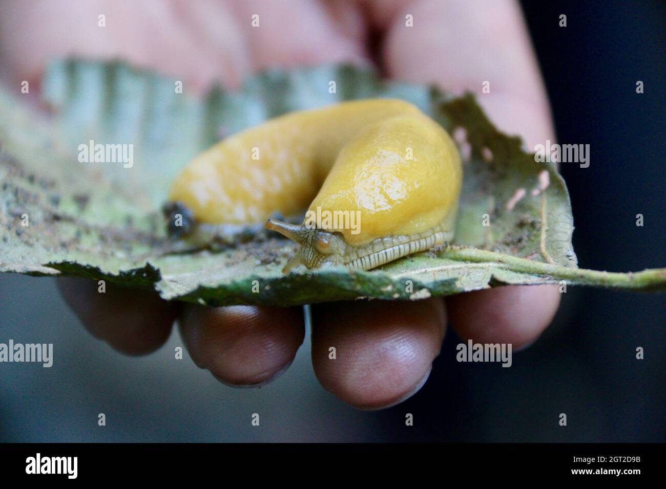 Banana slug hand hi-res stock photography and images - Alamy