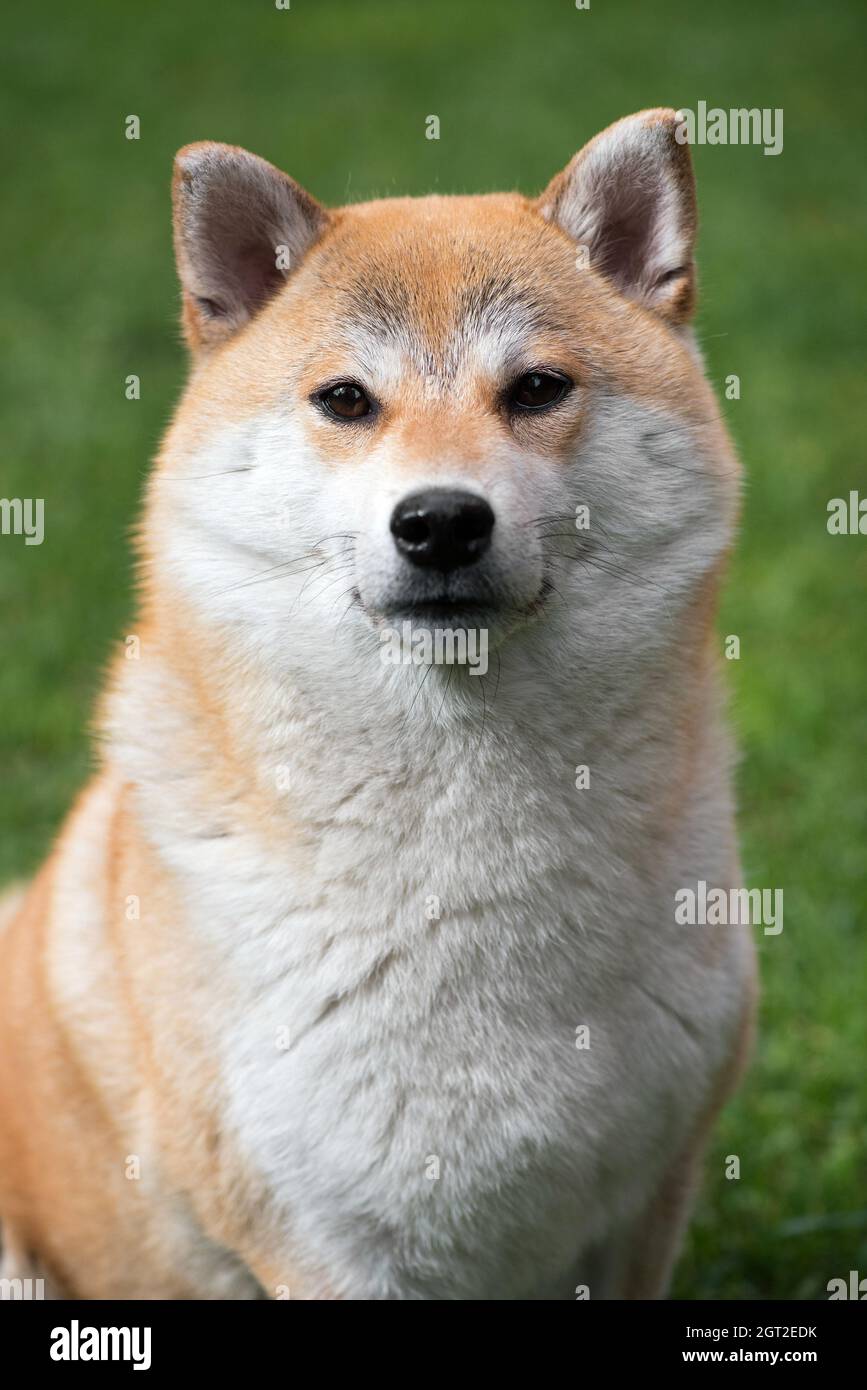 Shiba inu dog head adult hi-res stock photography and images - Alamy