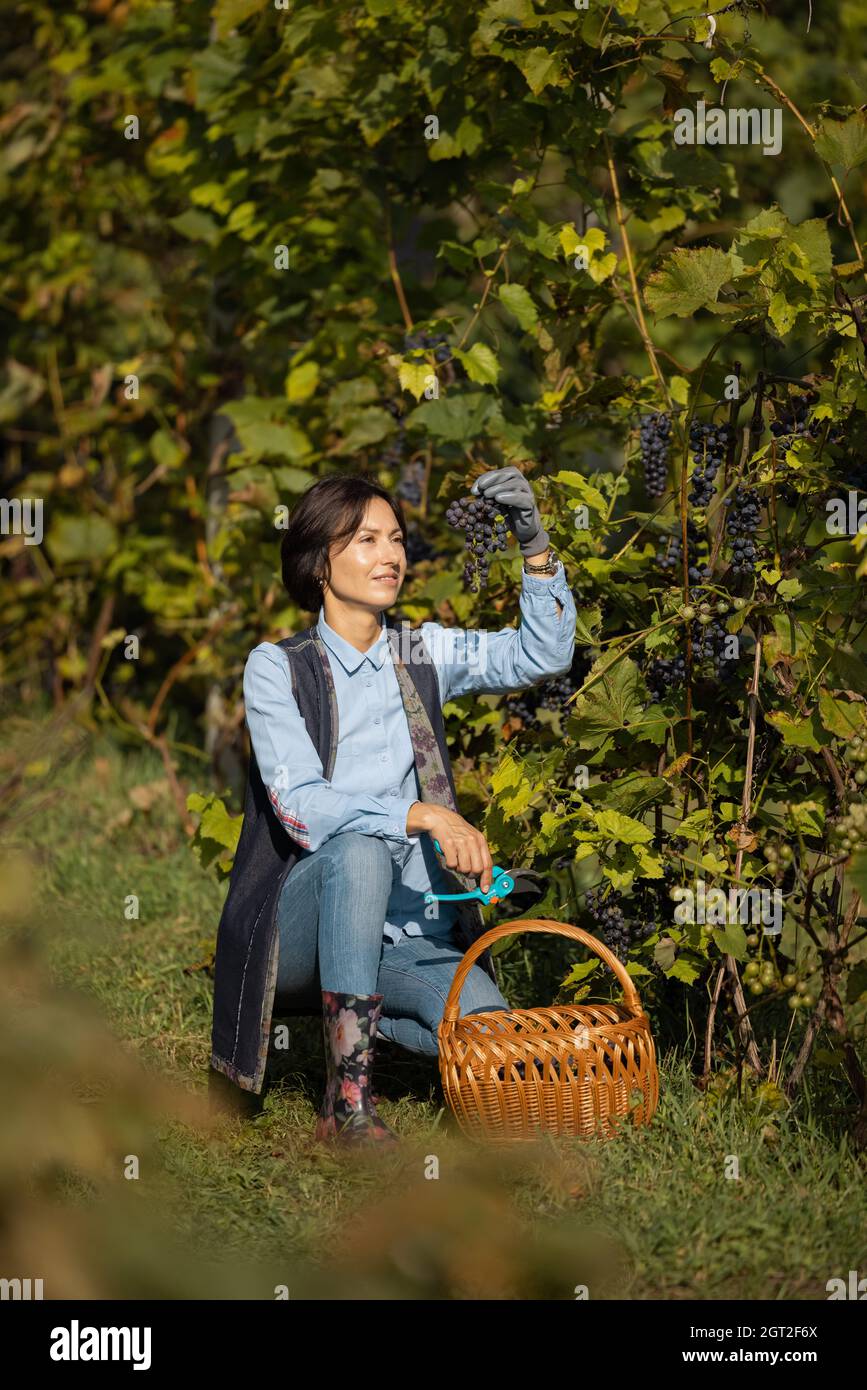 Female gardener harvesting grape Stock Photo - Alamy