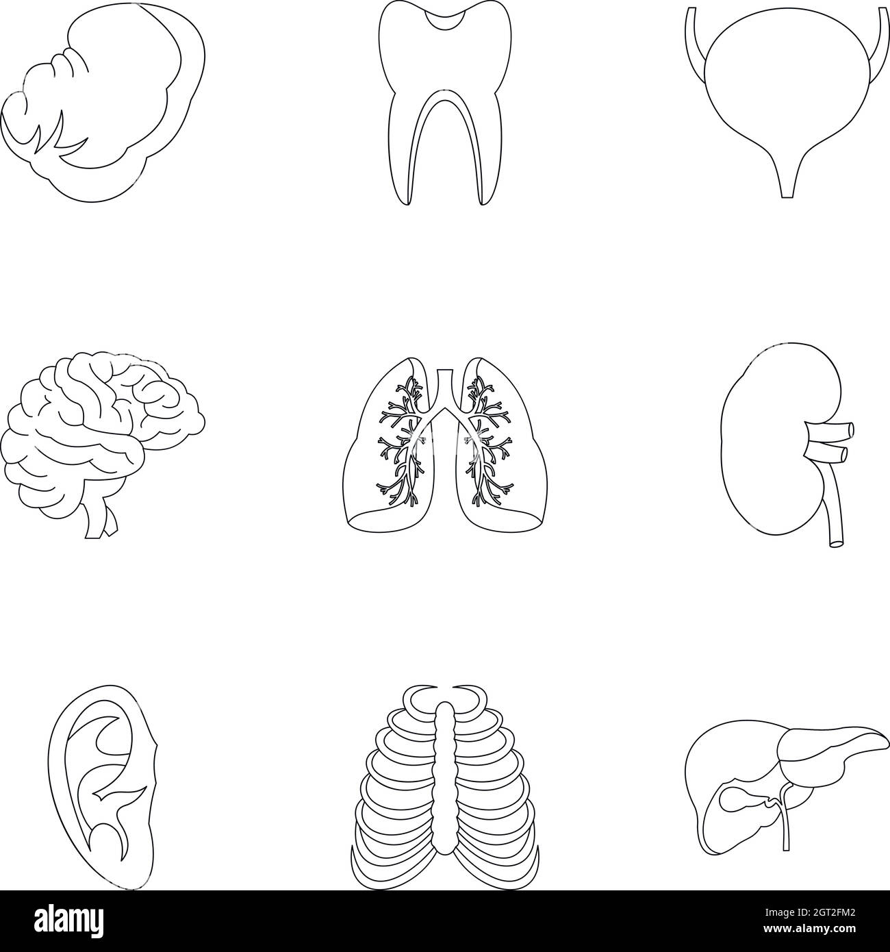 Structure of body icons set, outline style Stock Vector Image & Art - Alamy