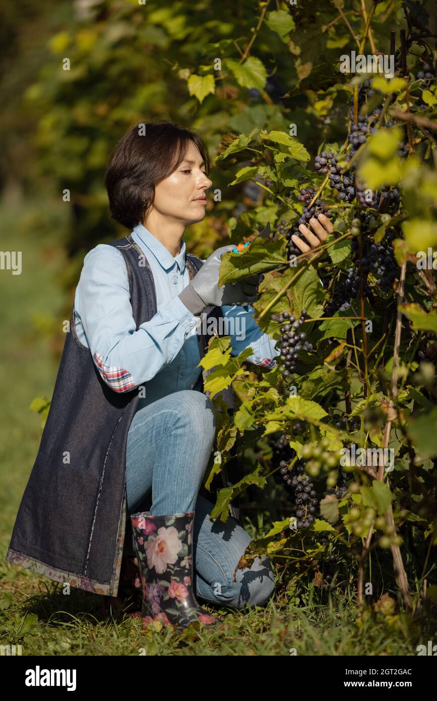 Female farmer harvesting grape Stock Photo - Alamy
