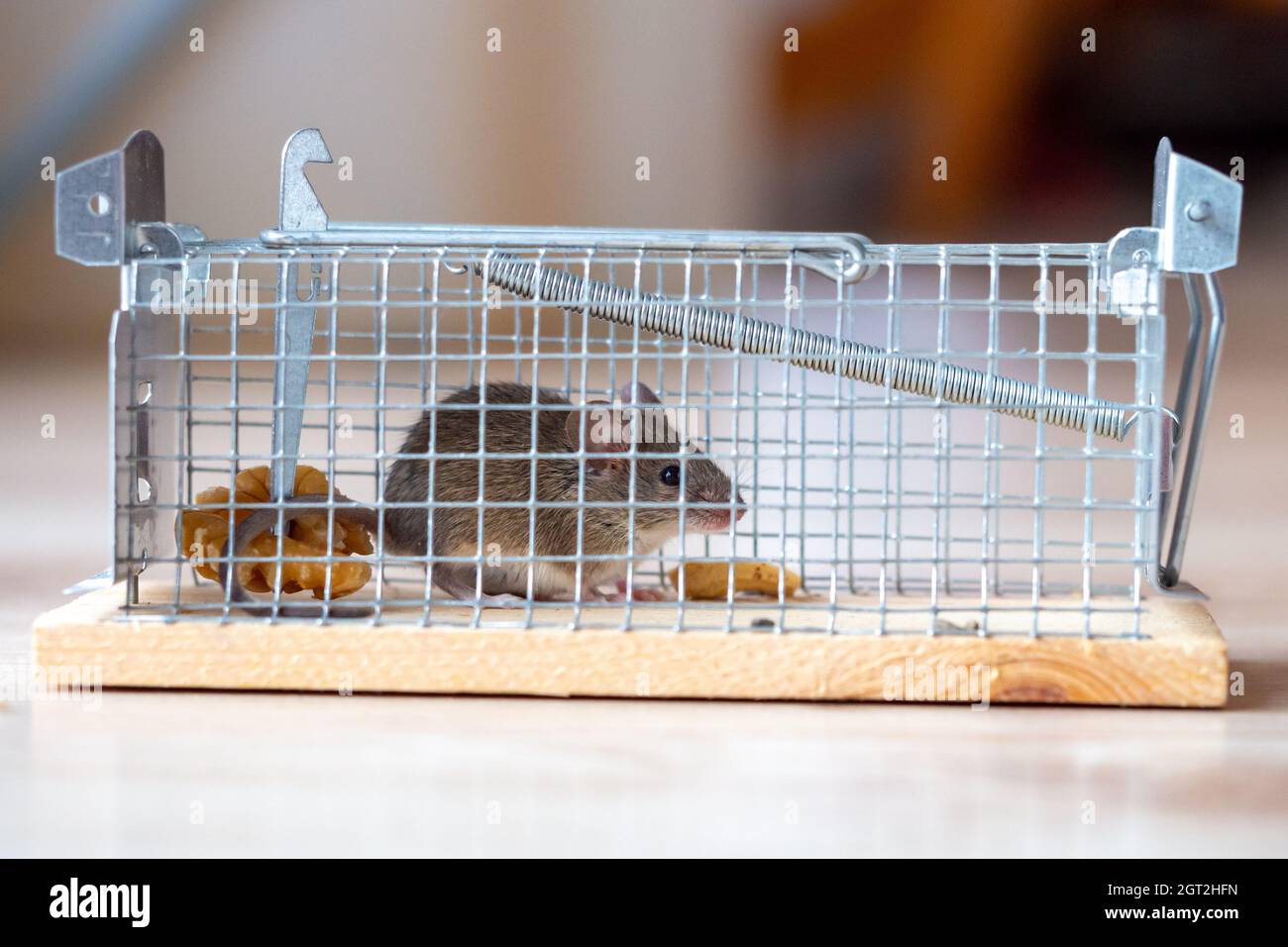 Eastern house mouse hi-res stock photography and images - Alamy