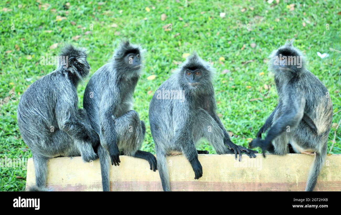 Monkey sitting on chair hi-res stock photography and images - Alamy