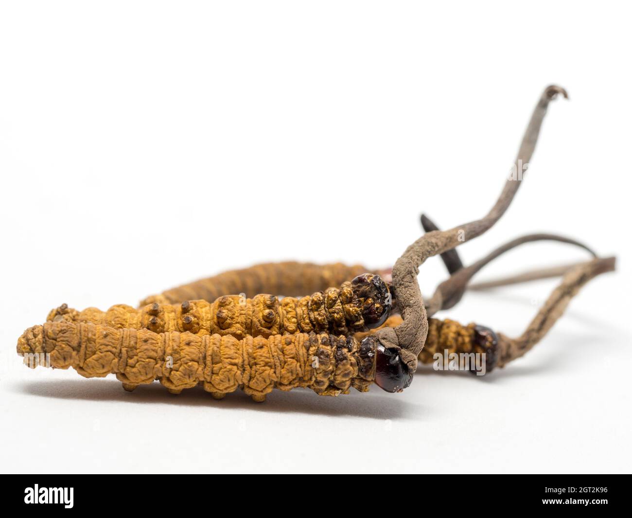 Bangkok wildlife Cut Out Stock Images & Pictures - Alamy