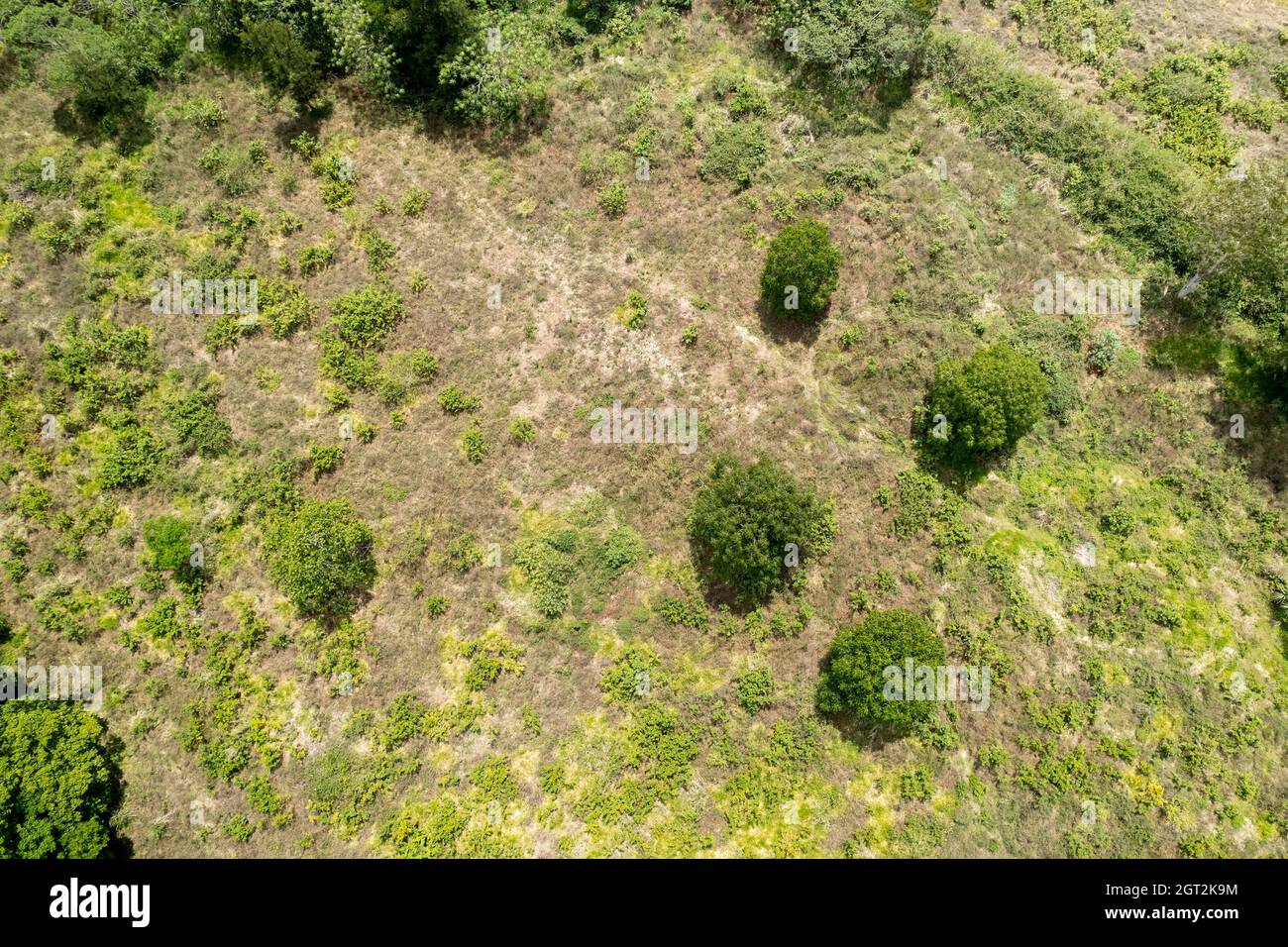 Green bush and shrub landscape top down aerial view showing texture and ...