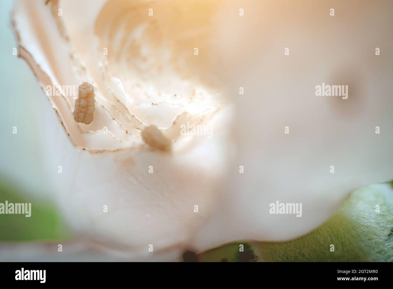 Worm eating rose hi-res stock photography and images - Alamy
