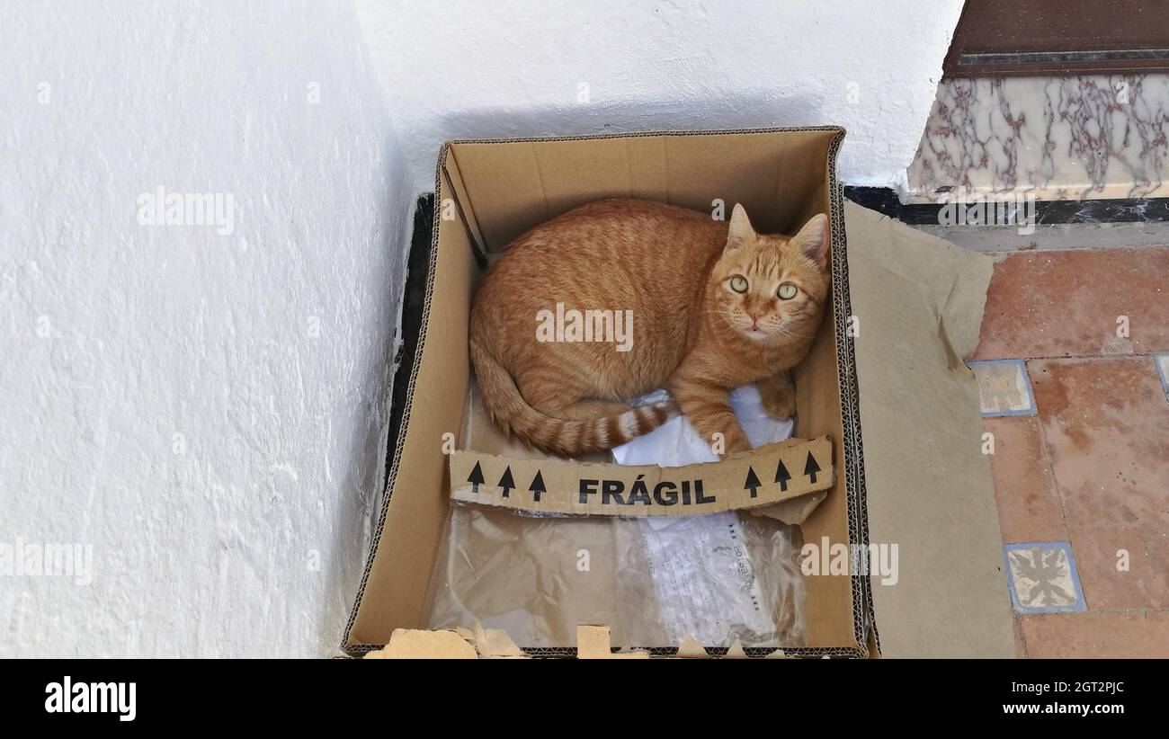Cat into a box hi-res stock photography and images - Alamy