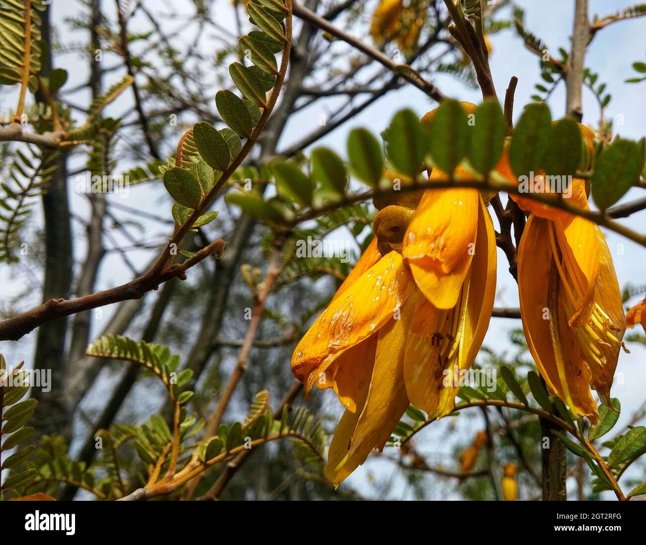 Kowhai tree new zealand hi-res stock photography and images - Alamy