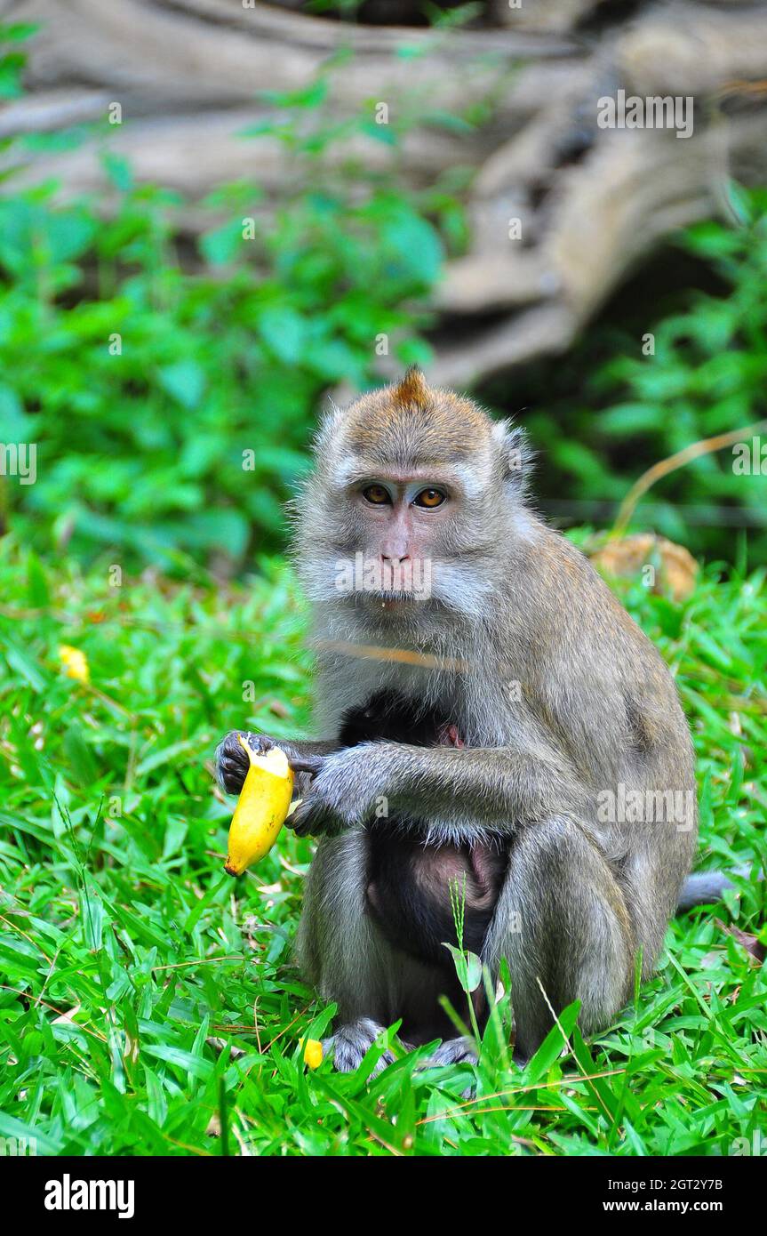 Mommy monkey hi-res stock photography and images - Alamy