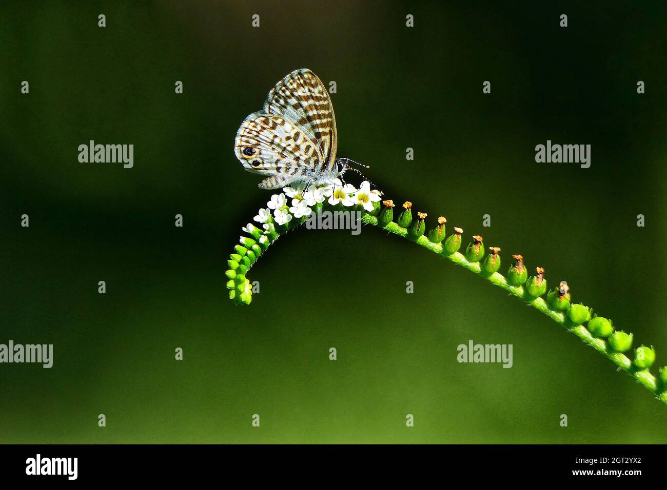 Cassius blue butterfly hi-res stock photography and images - Alamy