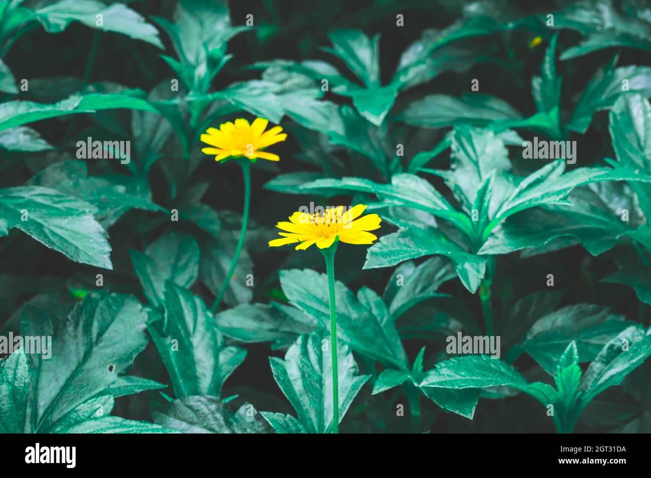 Singapore daisy leaf hi-res stock photography and images - Alamy