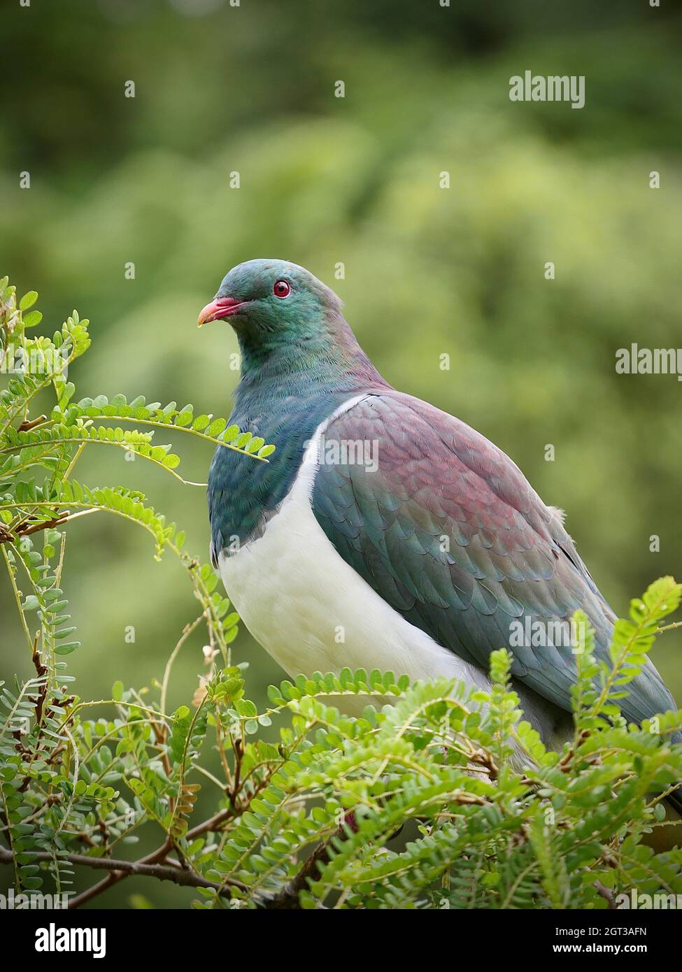 Kereru hi-res stock photography and images - Alamy