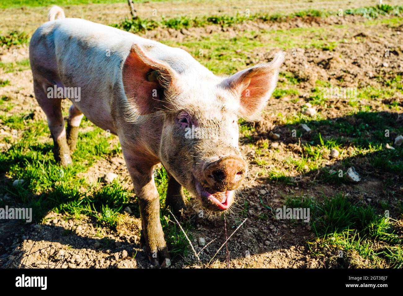 Animal open mouth pig hi-res stock photography and images - Alamy